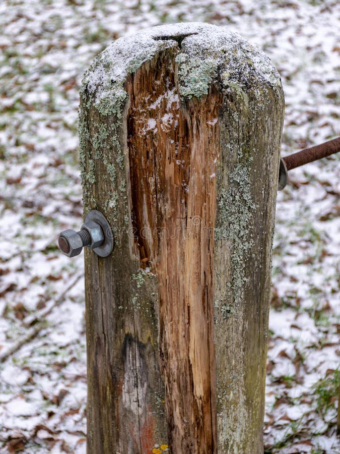 Picture with Rotten Tree Trunk Stock Image - Image of trunk, bark ...