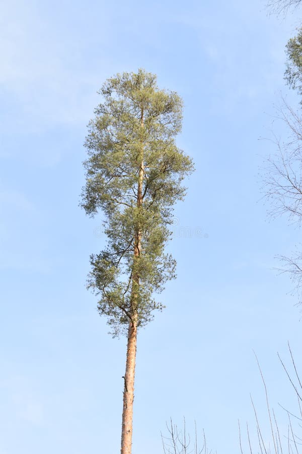 A Simple Pine stock photo. Image of meadow, light, branch - 369899636