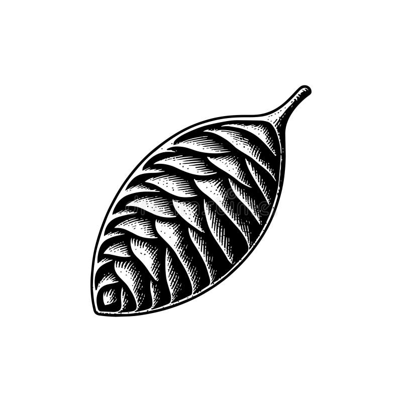 Pine Tree Seed Simple Vintage Logo Rustic Vector Illustration. Stock ...