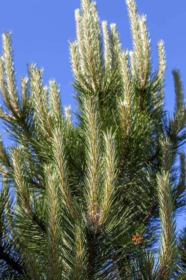 Simple Pine Trees Growing in the Forest in the Summer Stock Photo ...