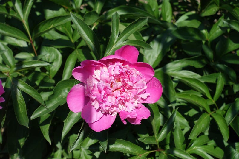 Simple Pink Flowers of Weigela Florida Stock Photo - Image of foliage ...
