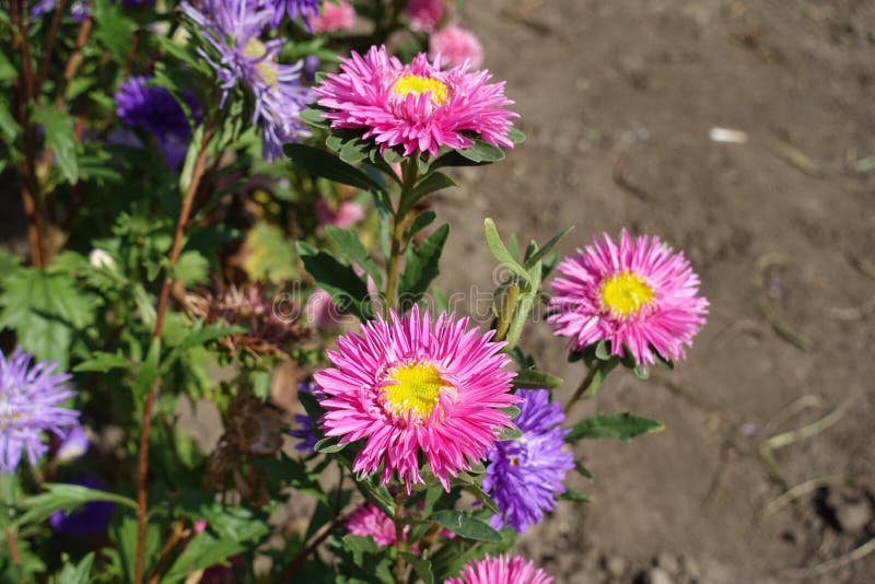 Simple Pink Flowers of Aster in the Garden Stock Photo - Image of ...