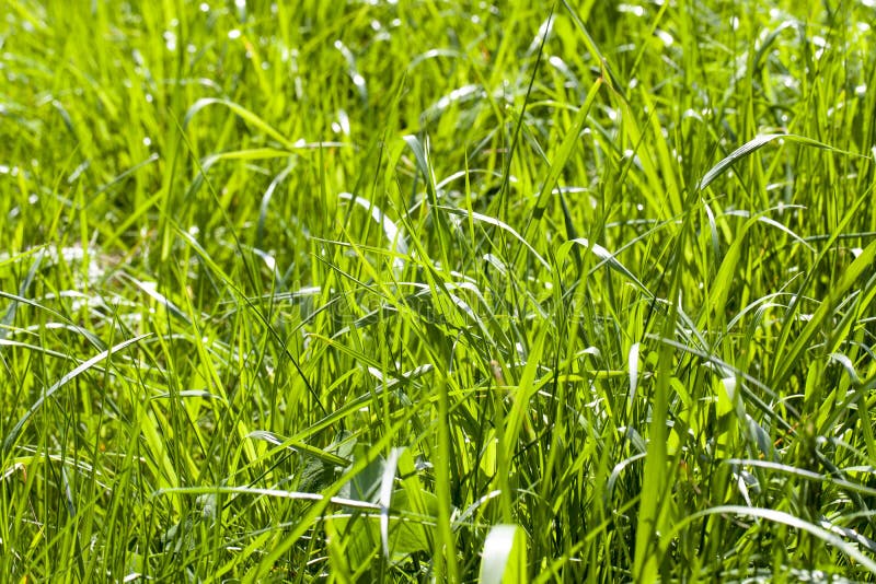 Simple Plain Grass Weeds on the Field in the Summer Season Stock Image ...