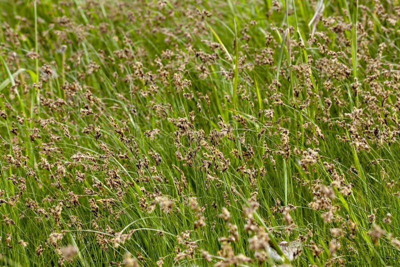 Simple Plain Grass Weeds on the Field in the Summer Season Stock Image ...