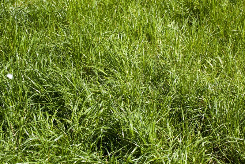 Simple Plain Grass Weeds on the Field in the Summer Season Stock Image ...