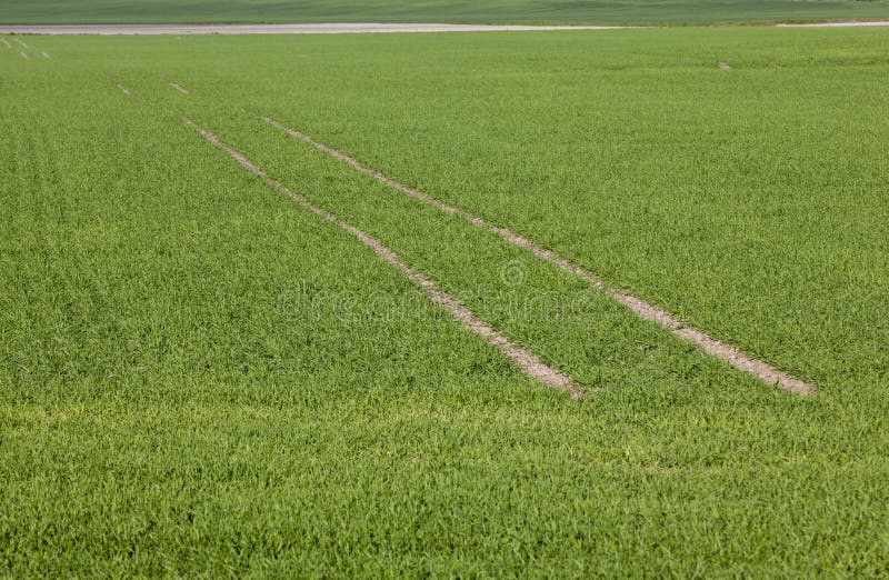 Simple Plain Grass Weeds on the Field in the Summer Season Stock Image ...