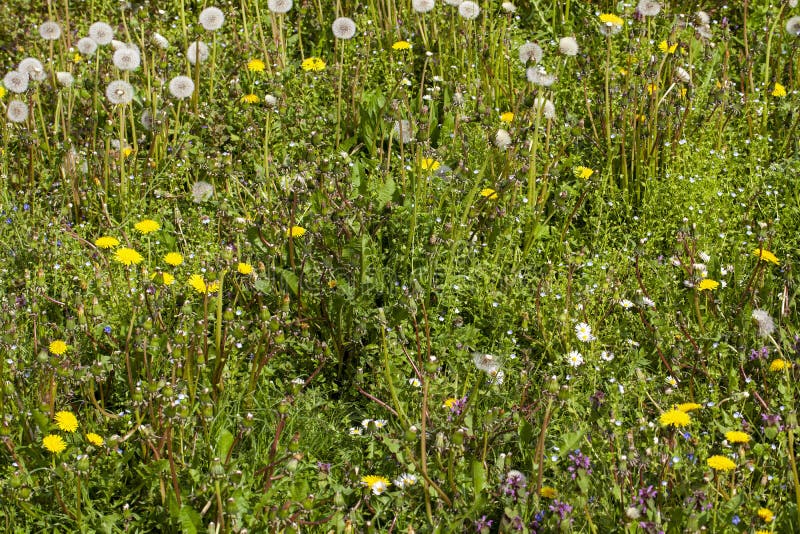 Simple Plain Grass Weeds on the Field in the Summer Season Stock Photo ...