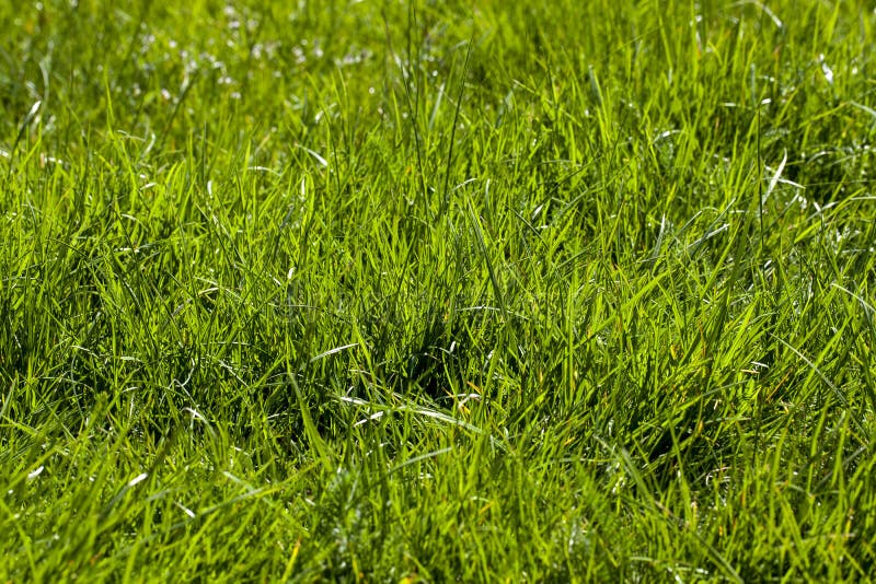 Simple Plain Grass Weeds on the Field in the Summer Season Stock Photo ...