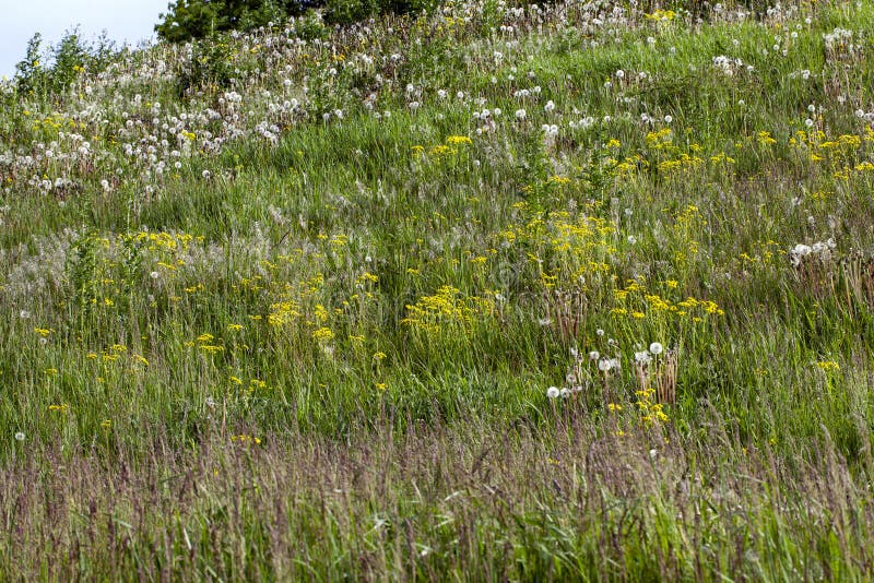 Simple Plain Grass Weeds on the Field in the Summer Season Stock Image ...