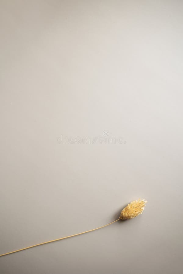 Simple Plain Paper Gray Beige Background. Stock Photo - Image of pastel ...