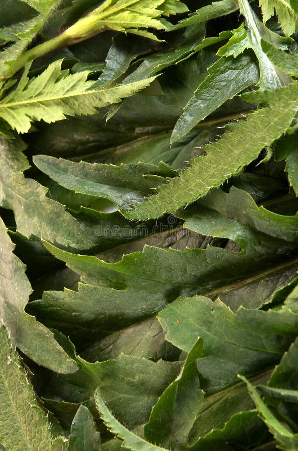 Simple Poppy Leaves Background Stock Image - Image of colorful ...