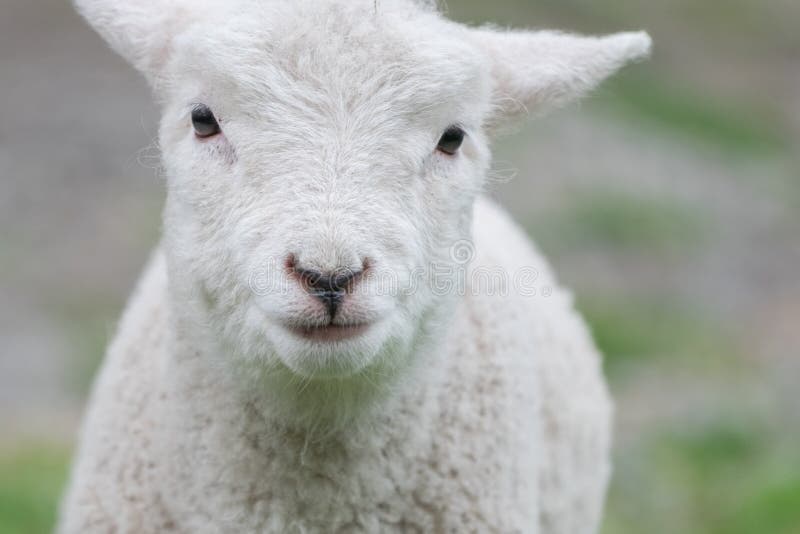 Portrait of a baby lamb stock photo. Image of cute, vulnerable - 6472554