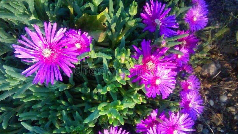 Simple and Purple Flowers on a Spring Morning. Stock Photo - Image of ...