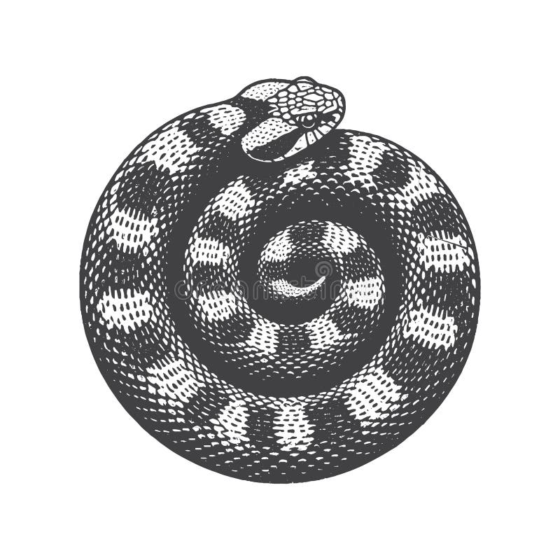 Simple Rattlesnake Coiled Vector with Vintage Logo and Retro ...