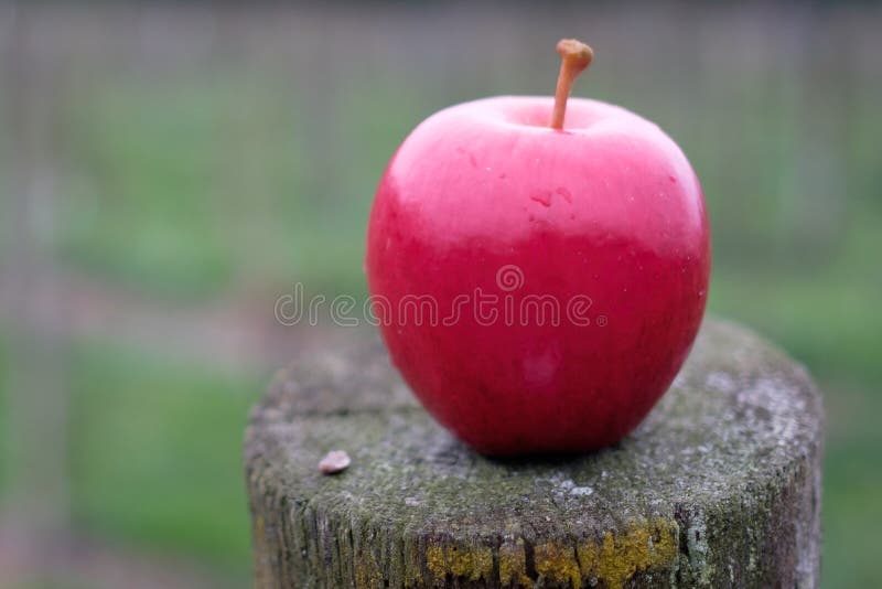A Simple Red Apple with Soft Background. Stock Image - Image of organic ...