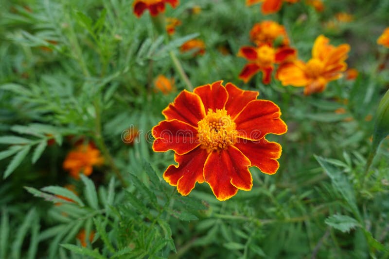 Simple Red Flower Head of Tagetes Patula in July Stock Photo - Image of ...