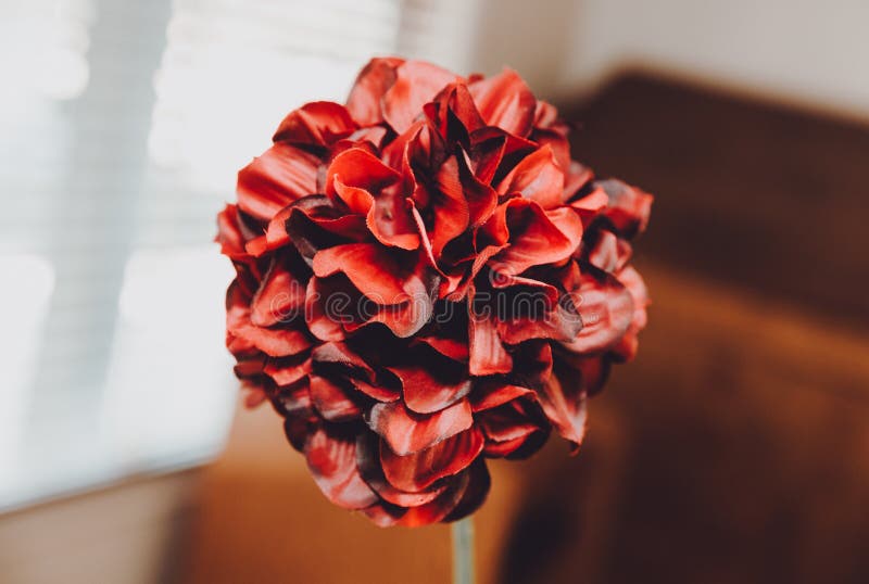 Red Flower Wedding Decoration Stock Photo - Image of decoration, flower ...