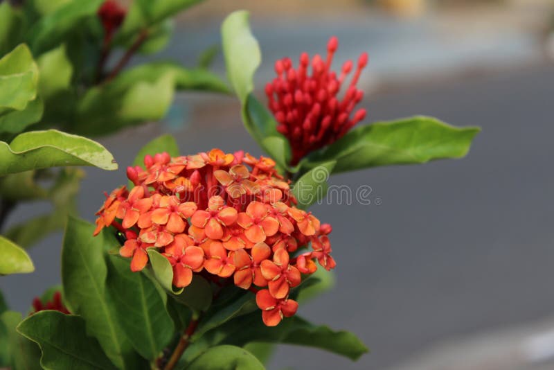 Simple Red Flowers in Nature Green Stock Image - Image of peace, roses ...