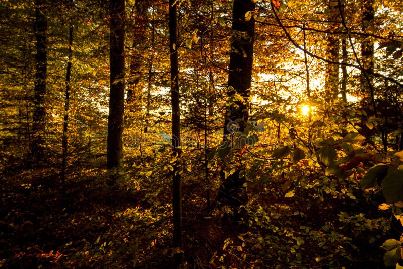 Forest Shot stock photo. Image of ground, forest, branch - 101859342