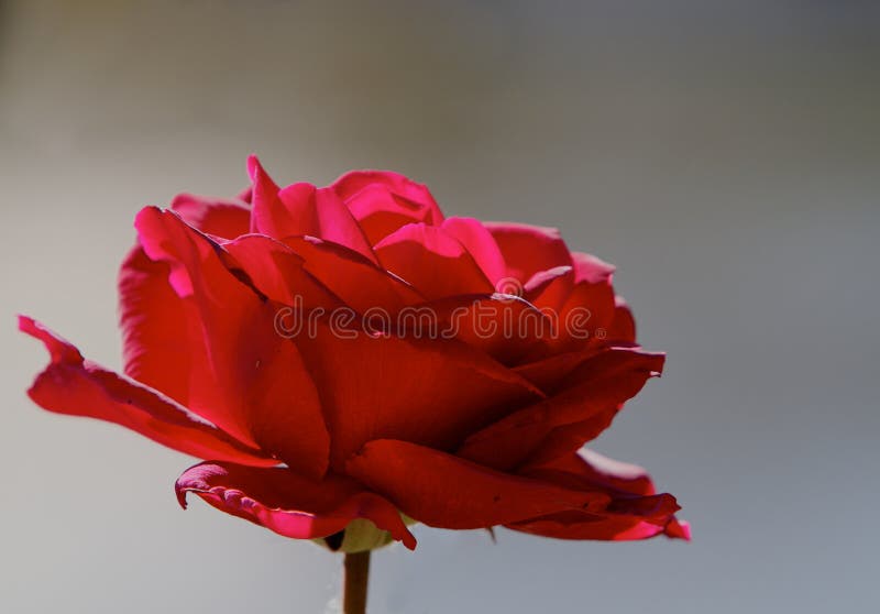 Simple Red rose stock photo. Image of bright, blossom - 14677218