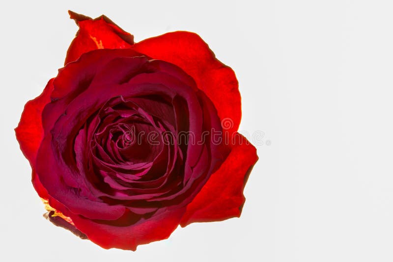 Simple red rose flower stock image. Image of rose, plant - 181408461