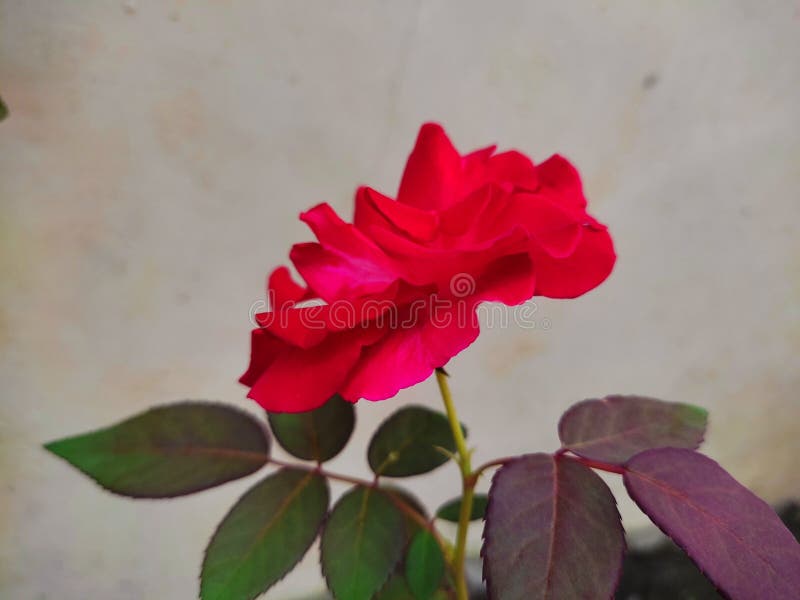A Simple Red Rose Growing in a Pot Stock Photo - Image of rose, growing ...