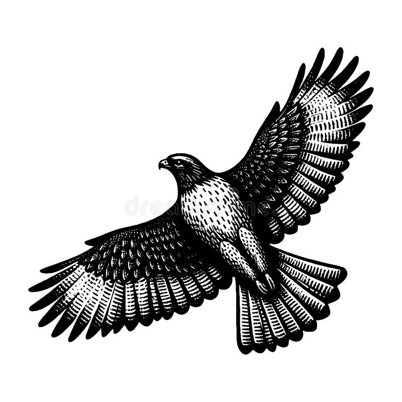 Simple Red Tailed Hawk Flying Vector Stock Illustrations – 3 Simple Red Tailed Hawk Flying ...