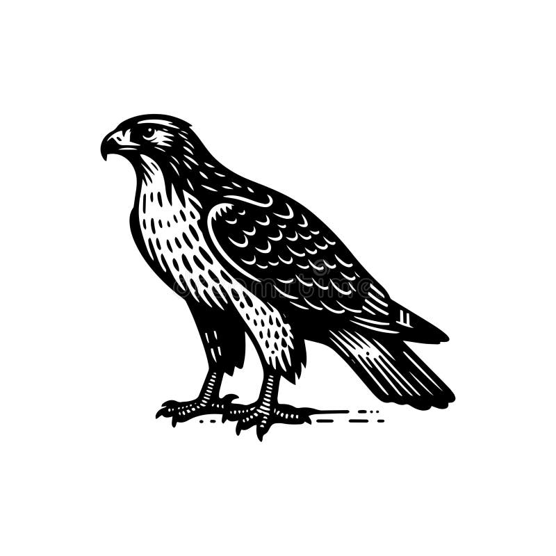 Simple Red-tailed Hawk Side View in Vintage Retro Style Illustration ...