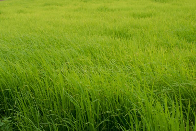 Simple rice field texture stock photo. Image of field - 79279408