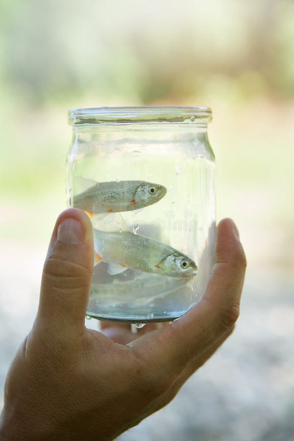 Simple River Live Fish Sit in a Jar Stock Image - Image of landscape ...