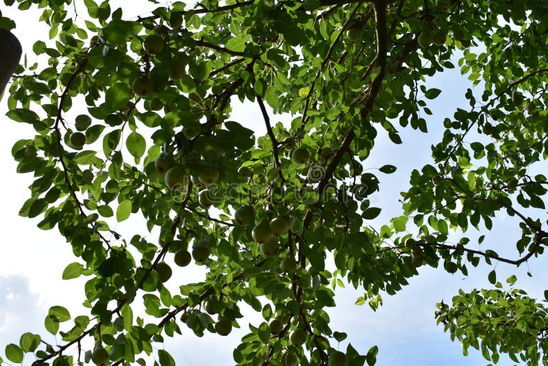 Simple picture of a tree stock photo. Image of outdoor - 138548372