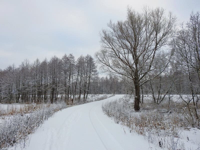 Simple Road and Snowy Trees, Lithuania Stock Photo - Image of flora ...