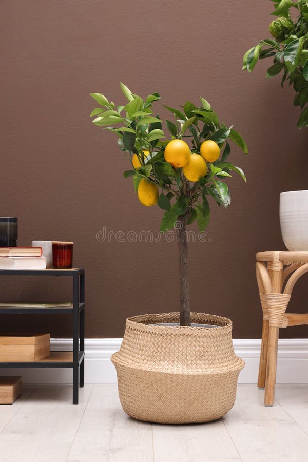 947 Lemon Tree Interior Stock Photos - Free & Royalty-Free Stock Photos ...