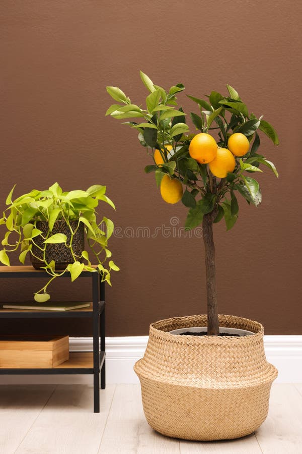 Simple Room Interior with Small Potted Lemon Tree and Console Table ...