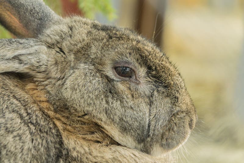 2,874 Sad Rabbit Stock Photos - Free & Royalty-Free Stock Photos from ...