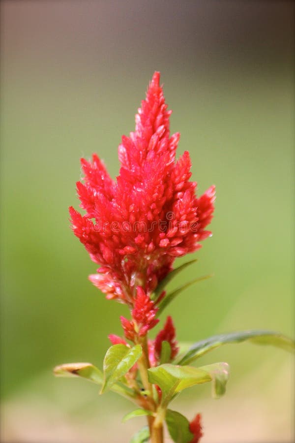 Simple Scarlet Flower Standing Tall Stock Image - Image of pretty ...