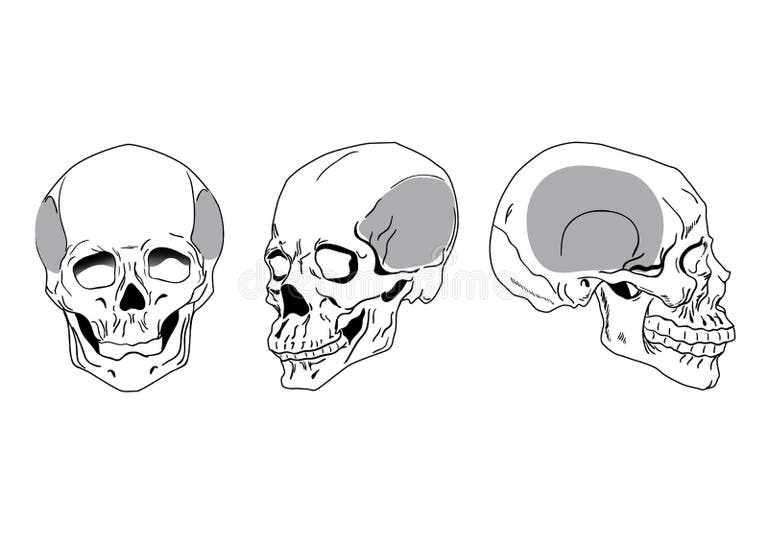 White Human Skull Different Angles Stock Illustrations – 1 White Human ...