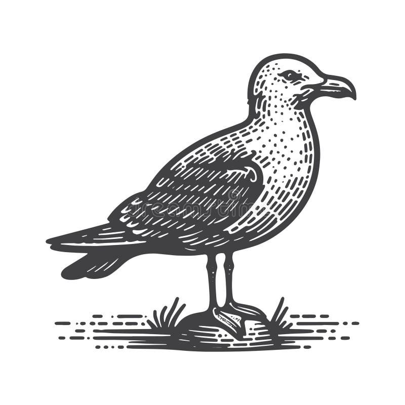 Seagull Standing on Rock Icon Vintage Retro Logo Illustration Design ...