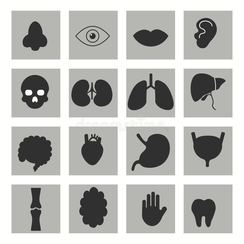 Simple Set of Organs Icons for Your Design. Stock Vector - Illustration ...