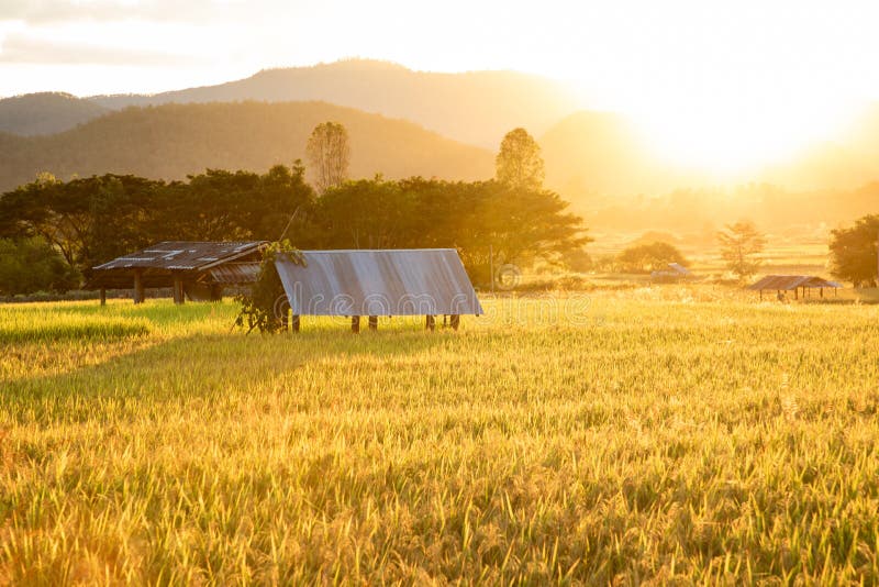 Simple Shack on Rice Field with Back-lighting Stock Photo - Image of ...