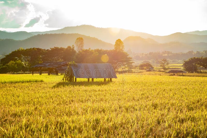 Simple Shack on Rice Field with Back-lighting Stock Photo - Image of ...