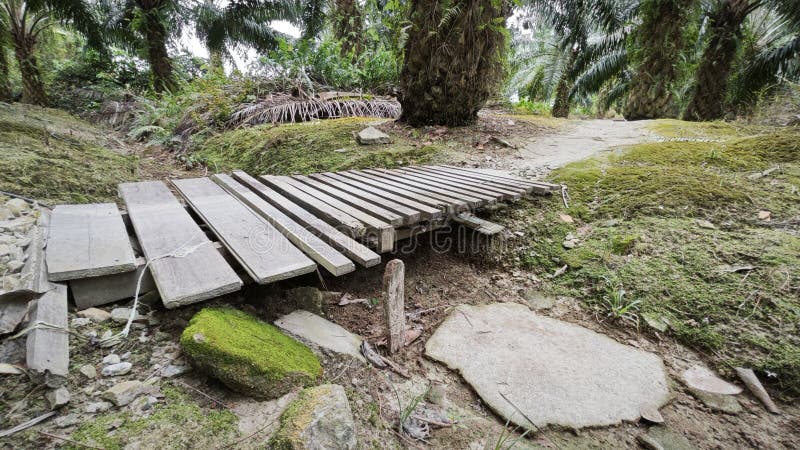 A Simple Short Wooden Bridge Pathway at the Plantation Drainage ...