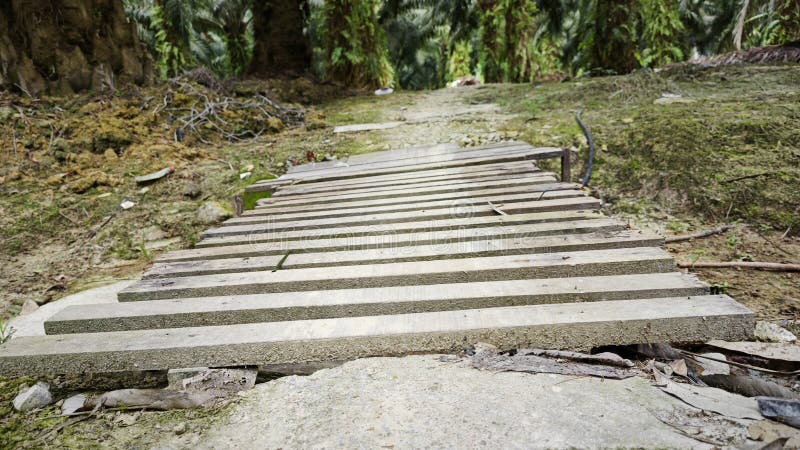 A Simple Short Wooden Bridge Pathway at the Plantation Drainage ...