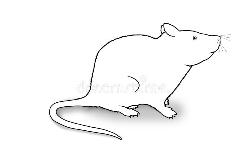 A simple sketch of a mouse stock illustration. Illustration of wildlife ...