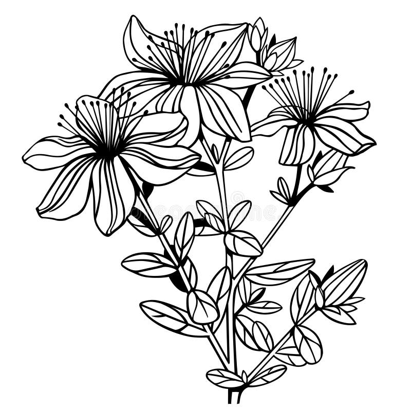 Hypericum Perforatum Stock Illustrations – 372 Hypericum Perforatum ...