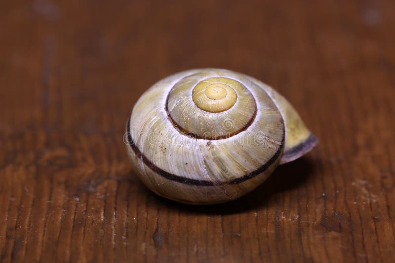 A Simple Snail Shell Lies on the Table Stock Image - Image of slippery ...
