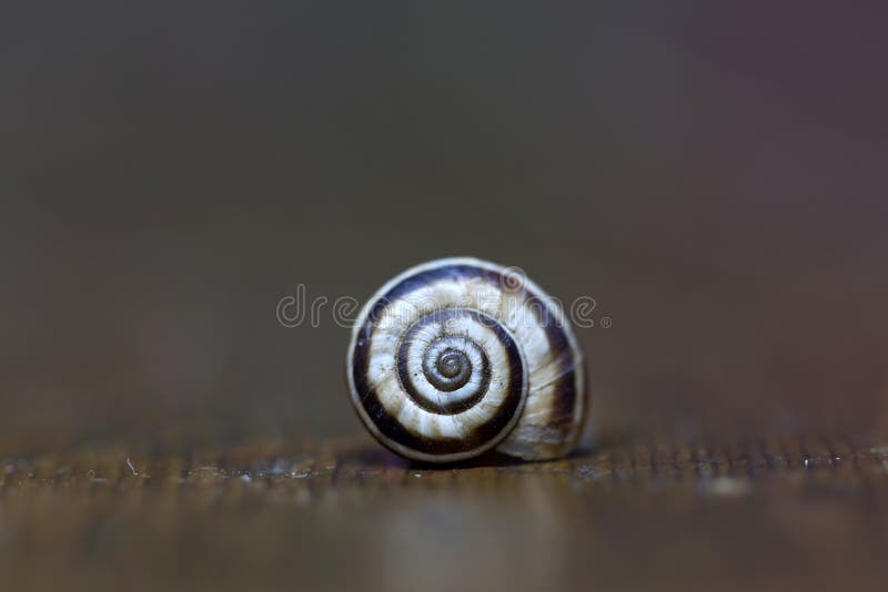 Simple Snail Shell on the Table Stock Photo - Image of seashell, shell ...
