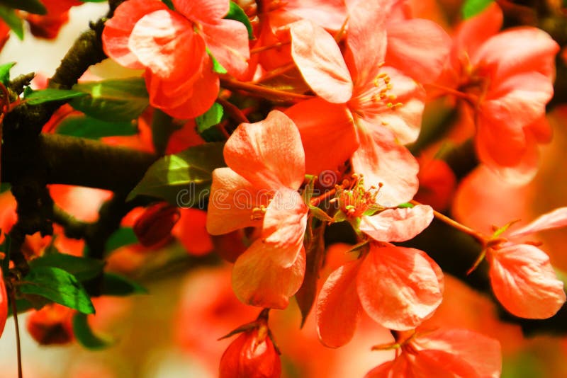 Simple spring blossoms stock image. Image of opening - 115907969