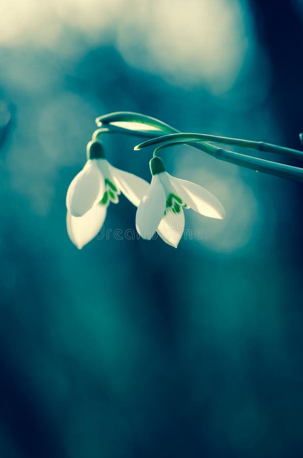 Simple Spring Flower and Light Stock Photo - Image of space, spring ...