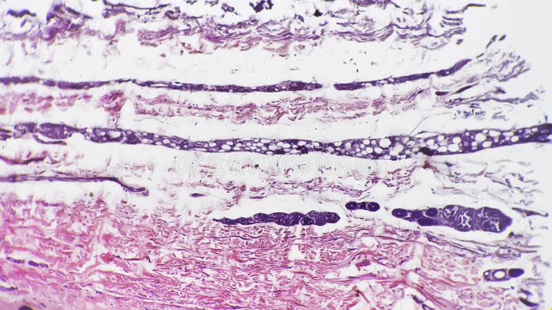 Simple Squamous Epithelium in Section Filmed Under Microscope with 100 ...